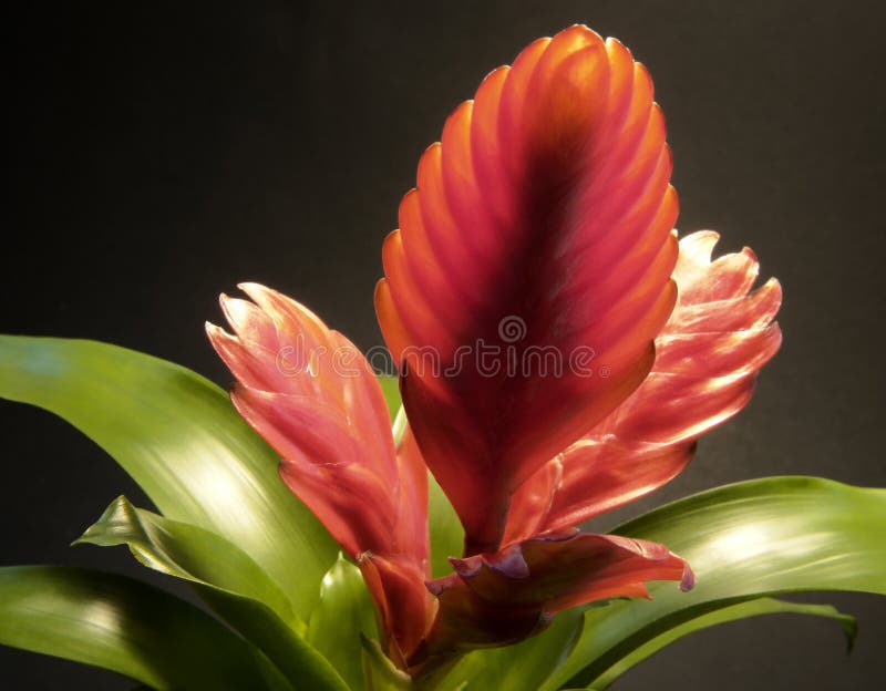 Red bromeliad stock photo. Image of blossom, high, foliage - 22637482