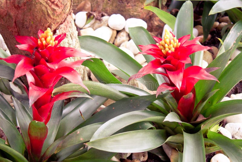 Red Bromeliad stock photo. Image of leaf, land, colored - 37694064