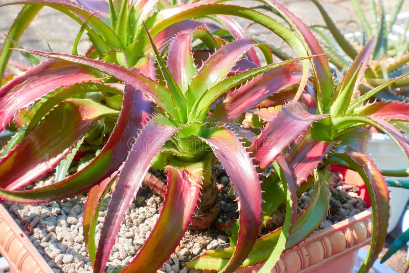 Red Bromeliad stock image. Image of decorative, leaf - 105534233