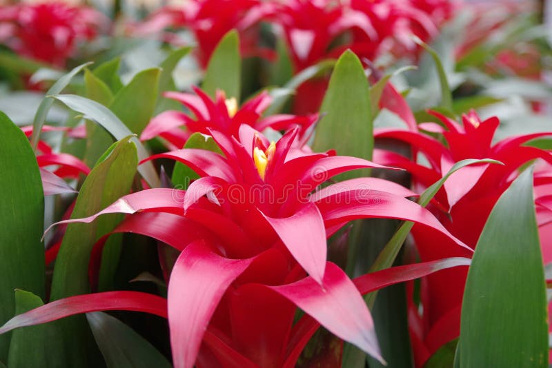 Red Bromeliad stock photo. Image of festival, bromeliad - 85546182
