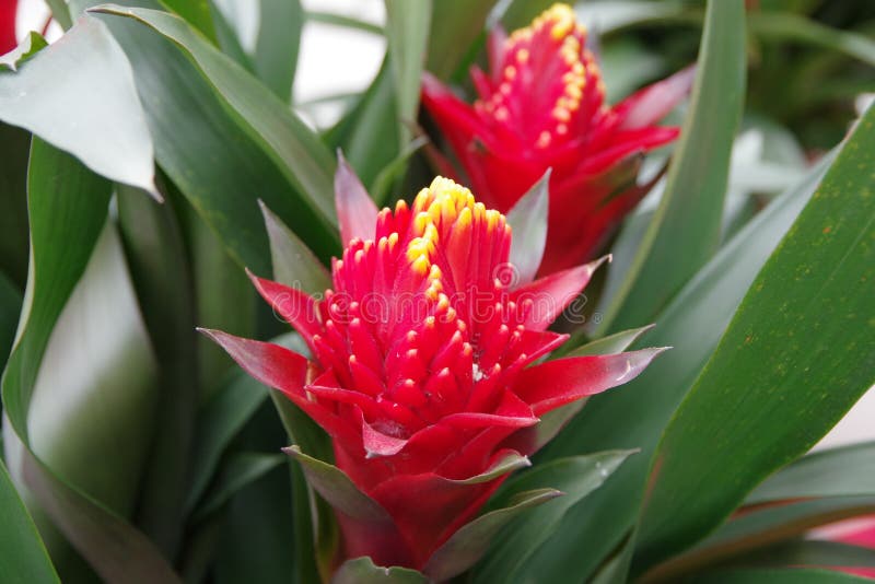 Red Bromeliad stock photo. Image of flower, festival - 85546246