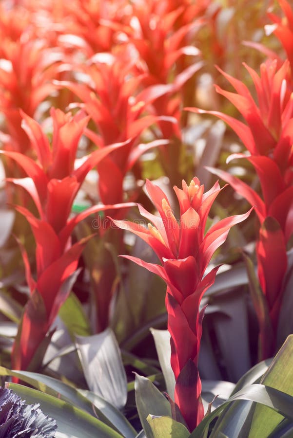 Red Bromeliad Flower in Garden Stock Photo - Image of houseplant, bloom ...