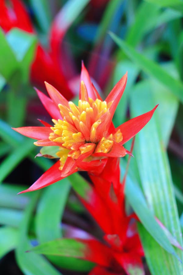 Red bromeliad flower stock image. Image of bromeliad - 65816639