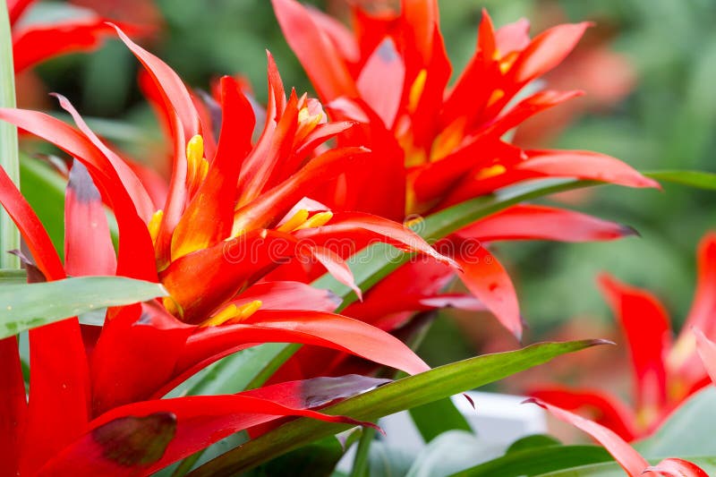 Red Bromeliad plants stock photo. Image of natural, green - 71494226