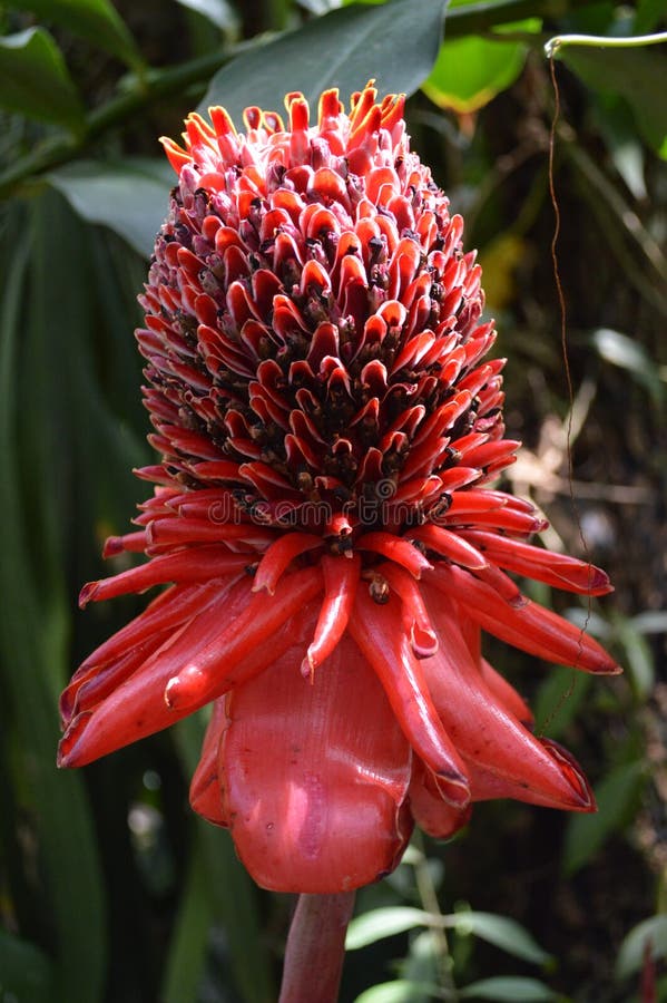 Red Bromeliad stock photo. Image of tropical, outdoors - 89827448