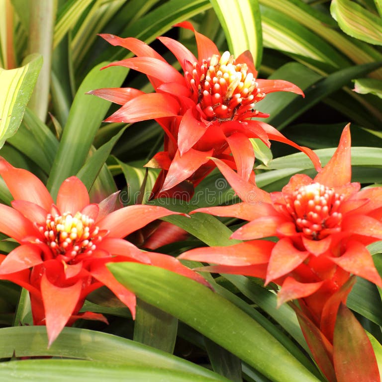 1,737 Garden Bromeliads Stock Photos - Free & Royalty-Free Stock Photos ...