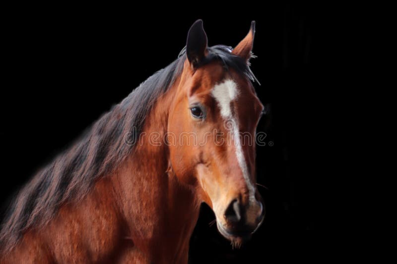 Red Brother Horse with Black Mane Stock Photo - Image of animal, foal ...