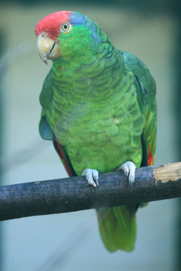 Red-browed amazon stock image. Image of browed, bird - 27035651