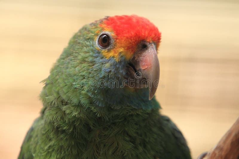 Red-browed amazon stock photo. Image of forest, amazon - 53019934