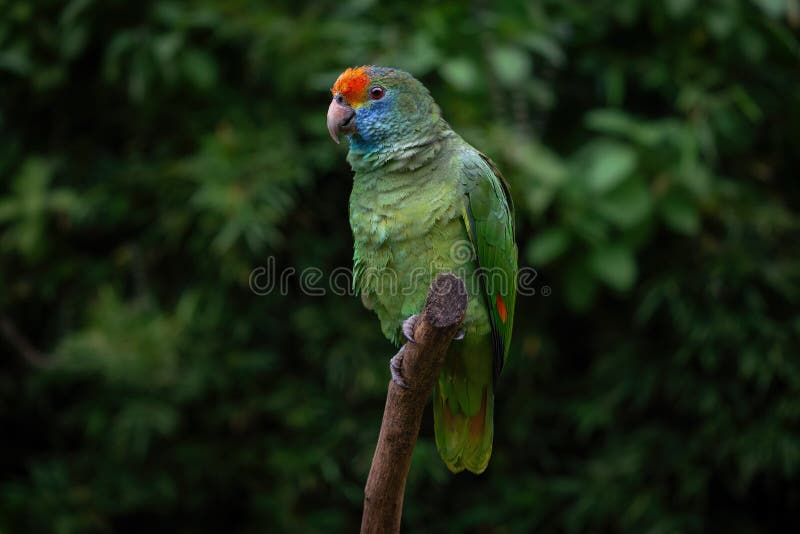 Red-browed Amazon Parrot stock photo. Image of jungle - 303272510