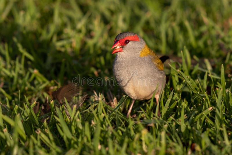 Red Browed Finch in Australia Stock Image - Image of watching, fauna ...