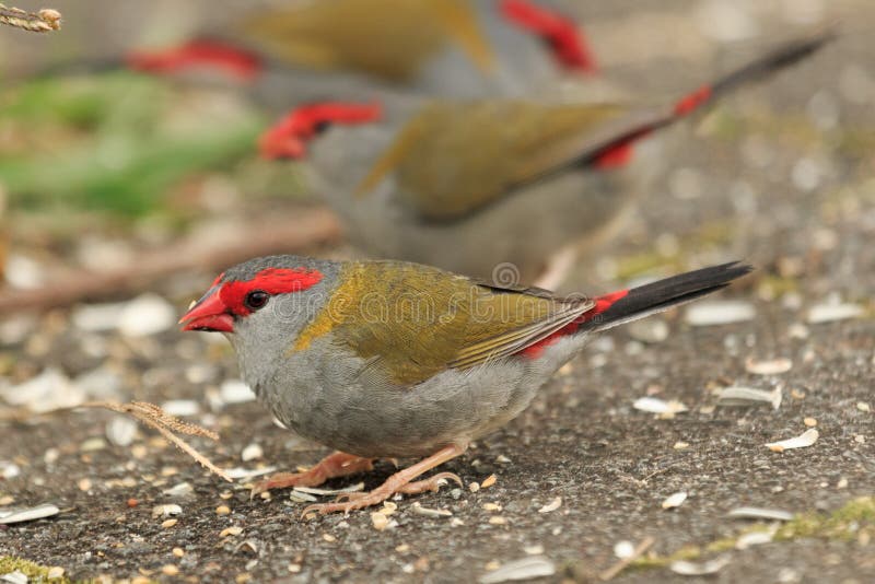 Red Browed Finch in Australia Stock Image - Image of australia, native ...