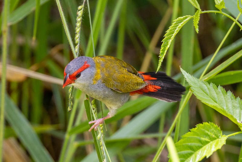 Red-browed Finch in Queensland Australia Stock Photo - Image of exotic ...