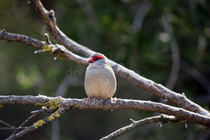 A red browed finch resting stock image. Image of animal - 145350179