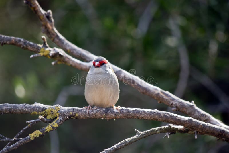 A red browed finch resting stock photo. Image of brow - 145350184
