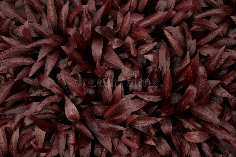 Red and Brown Autumn Leaves for Background Stock Image - Image of rural ...