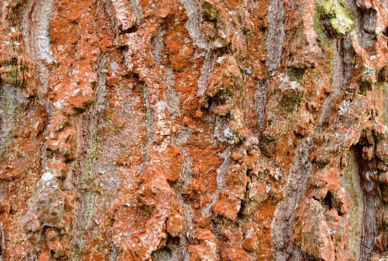 Red and Brown Bark Texture Macro. Tree Trunk Detail. Rough Scale ...