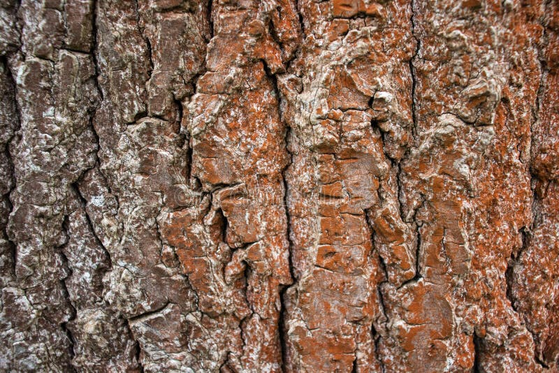 Red Brown Bark of a Tree Trunk Background Pattern Design Stock Image ...