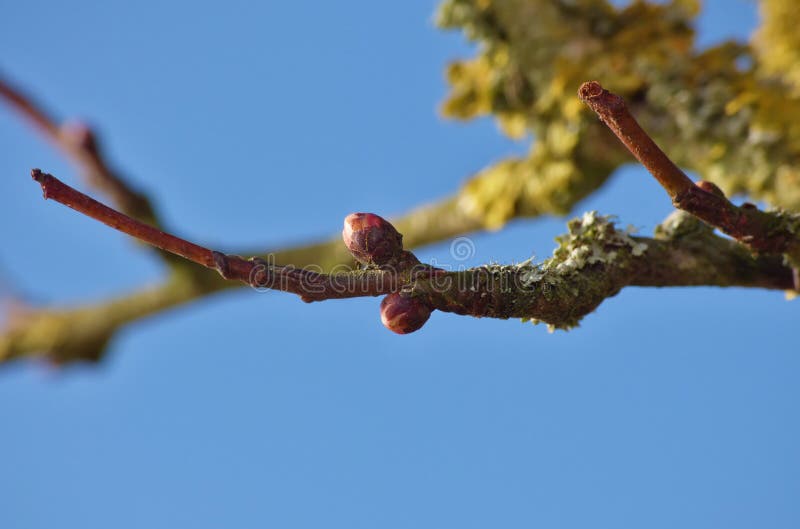 Red / Brown Buds on a Tree - UK Stock Image - Image of april, leaf ...