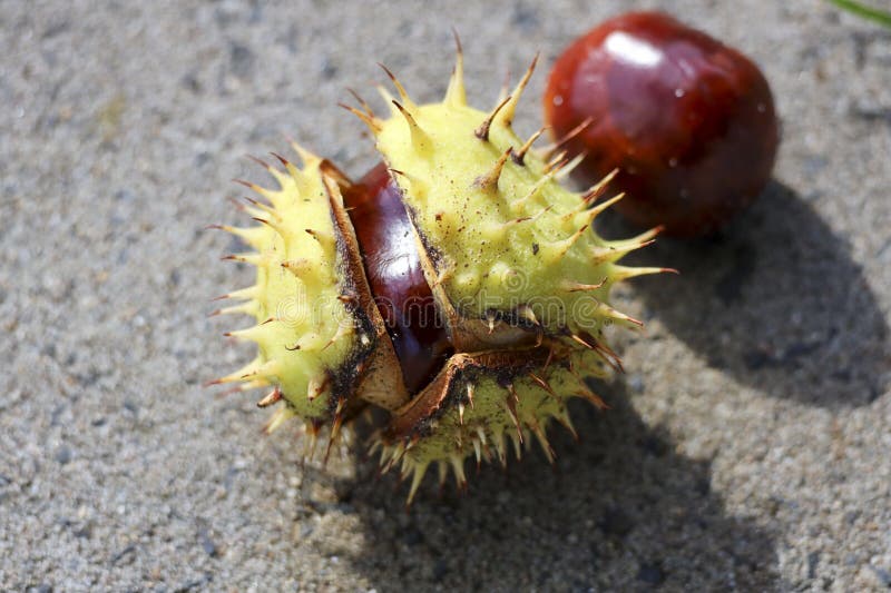 Red-brown Chestnut with Green Prickly Shell Stock Photo - Image of fall ...