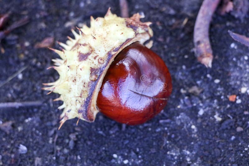 Red-brown Chestnut with Green Prickly Shell Stock Image - Image of ...