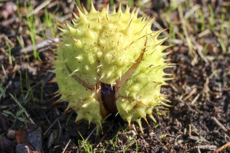 Red-brown Chestnut with Green Prickly Shell Stock Photo - Image of ...