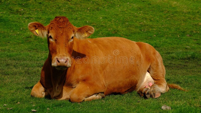 Brown Cows