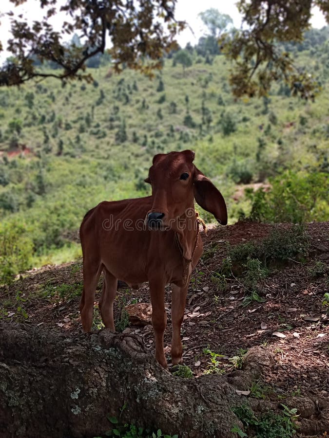 Red brown cow stair stock photo. Image of stari, tree - 223242236