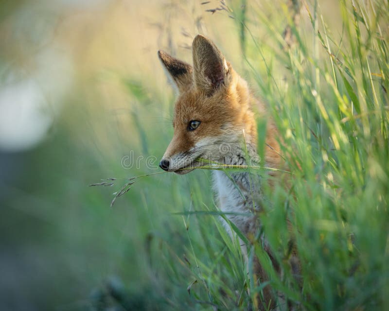 A Young Playful Fox Male in a Grass Stock Image - Image of alone ...