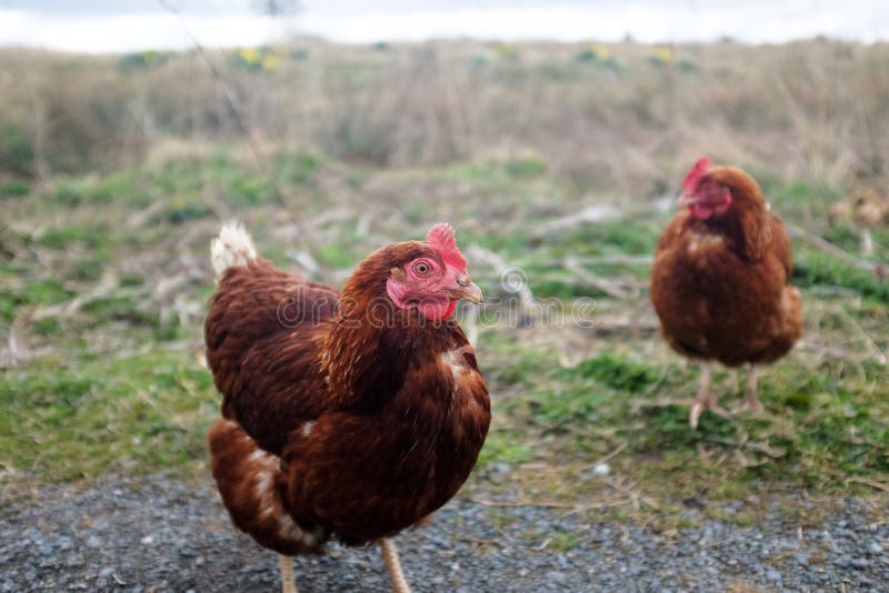2 red brown hens stock image. Image of chicken, farm - 246167307