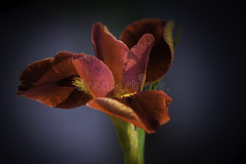 A Red Brown Iris Flower in the Backlight Stock Image - Image of ...