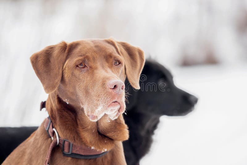 A Red-brown Labrador Retriever in the Snow Stock Image - Image of ...
