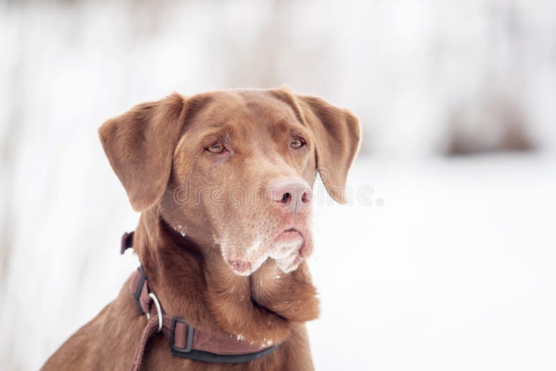 A Red-brown Labrador Retriever in the Snow Stock Image - Image of white ...