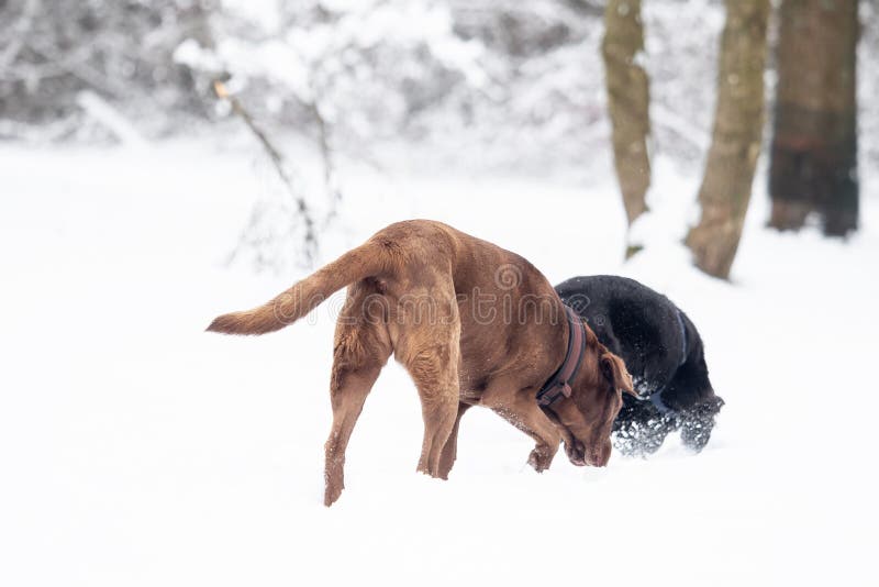 A Red-brown Labrador Retriever in the Snow Stock Image - Image of cute ...