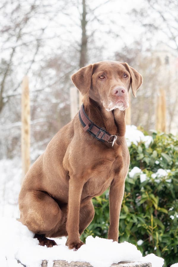 A Red-brown Labrador Retriever in the Snow Stock Image - Image of ...