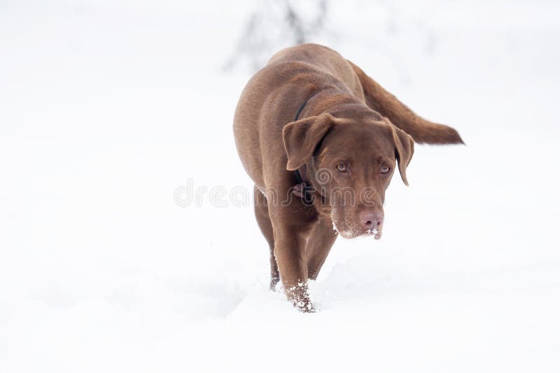 A Red-brown Labrador Retriever in the Snow Stock Photo - Image of happy ...