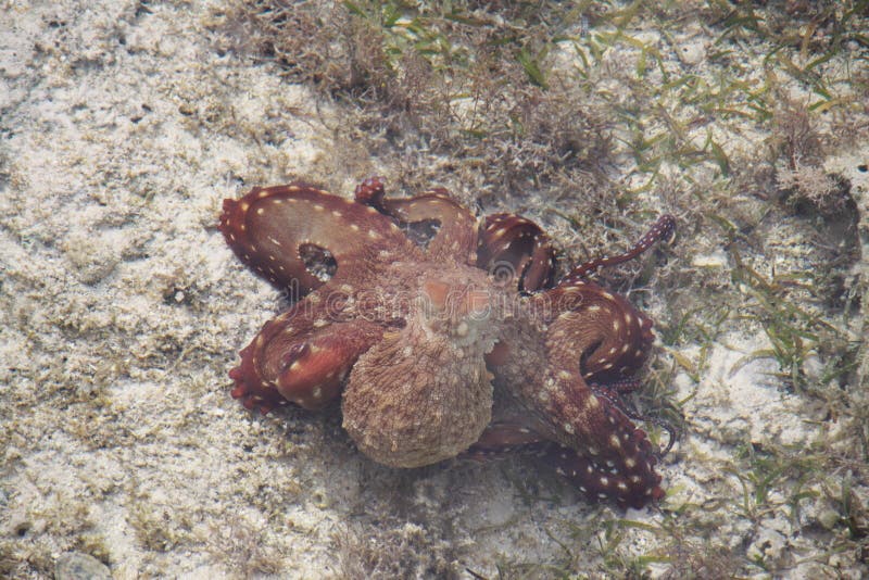Red-brown Octopus stock image. Image of egypt, sand, ocean - 23147803