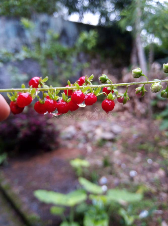 Red bubble stock image. Image of little, beautiful, click - 161425481