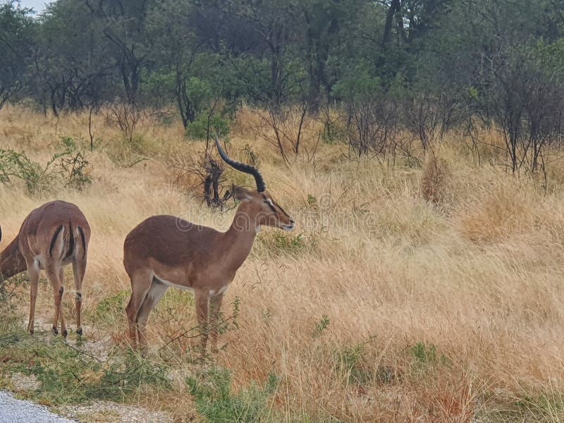 Red Buck grazing freely stock photo. Image of grazing - 217644816