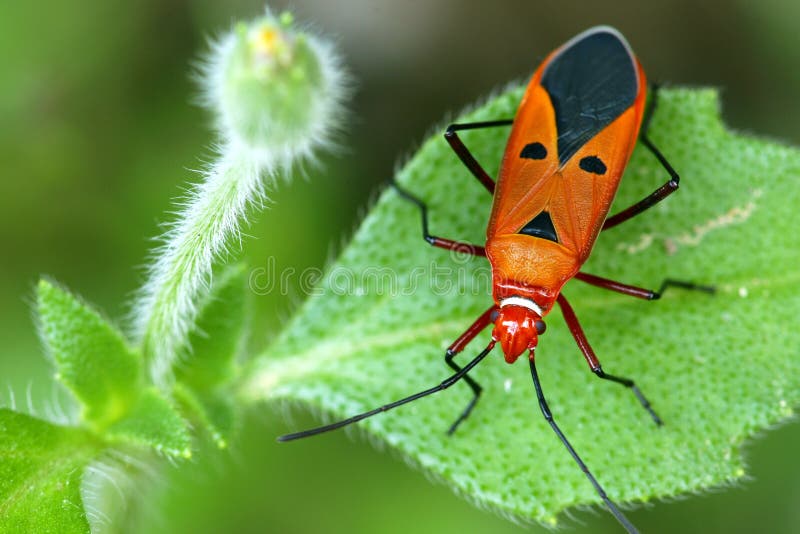 Red buck in nature stock photo. Image of nature, buck - 61554308