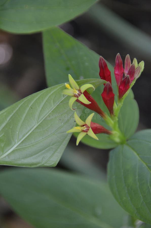 Red Buckeye Flower stock image. Image of outdoors, flowers - 71045219