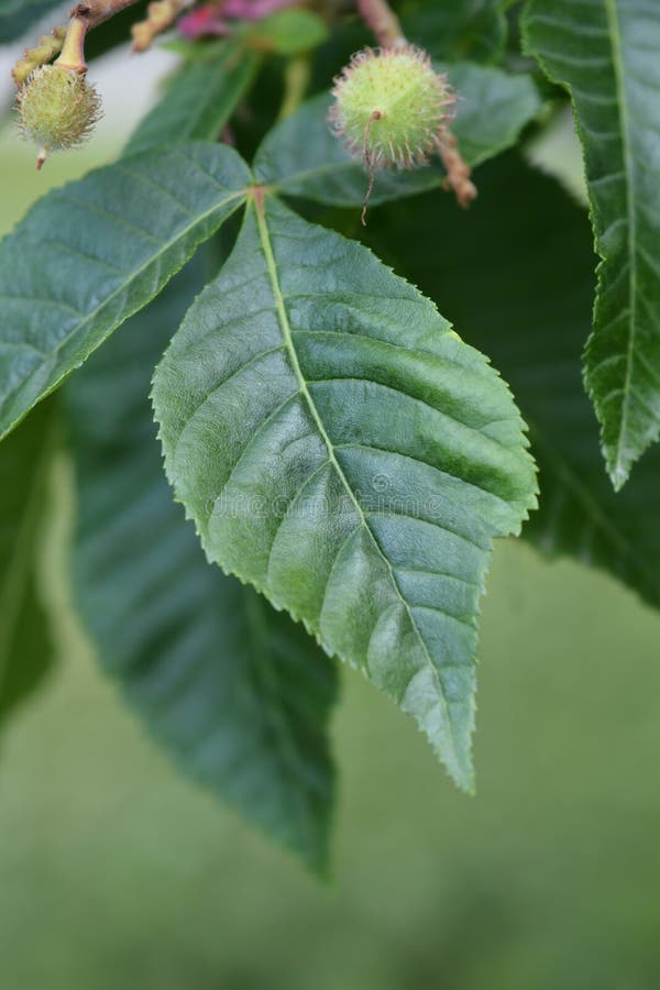 Red buckeye stock photo. Image of tree, nature, pavia - 208588204