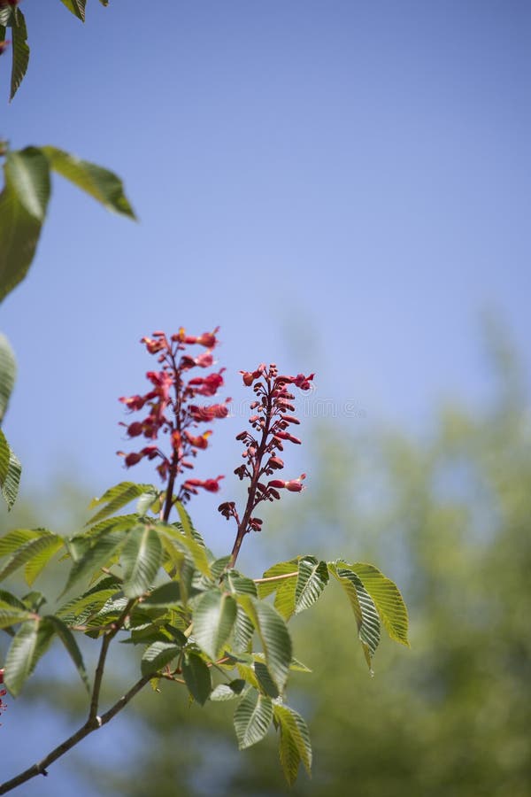 Red Buckeye Tree stock image. Image of adornment, grow - 99178933