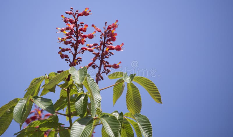 Red Buckeye Tree stock photo. Image of ecosystem, delicate - 99178952