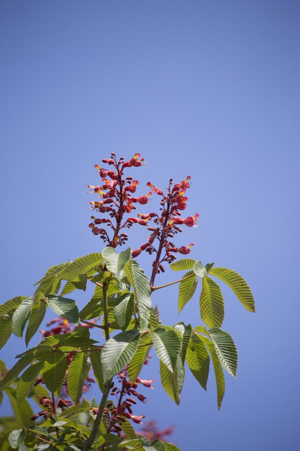 Red Buckeye Tree stock image. Image of firecracker, colorful - 99178967
