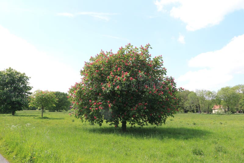 Texas Buckeye stock photo. Image of junonia, flowers - 11569938