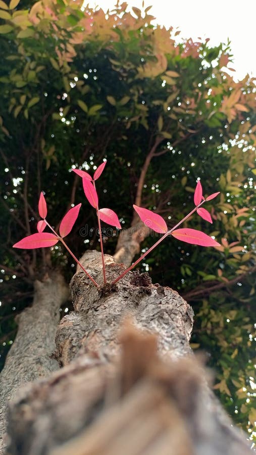 Red Bud Blossom: Captivating Beauty in Full Bloom Stock Image - Image ...