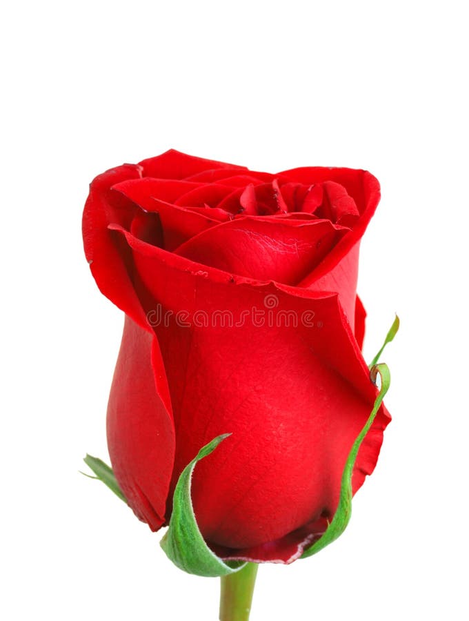 Red bud-flower of rose stock photo. Image of background - 24542142