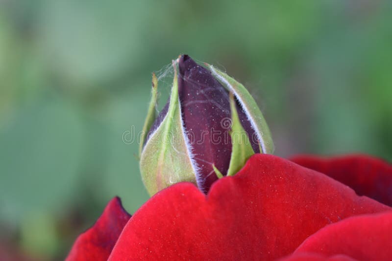 Red bud stock photo. Image of green, flowers, light, love - 97841958