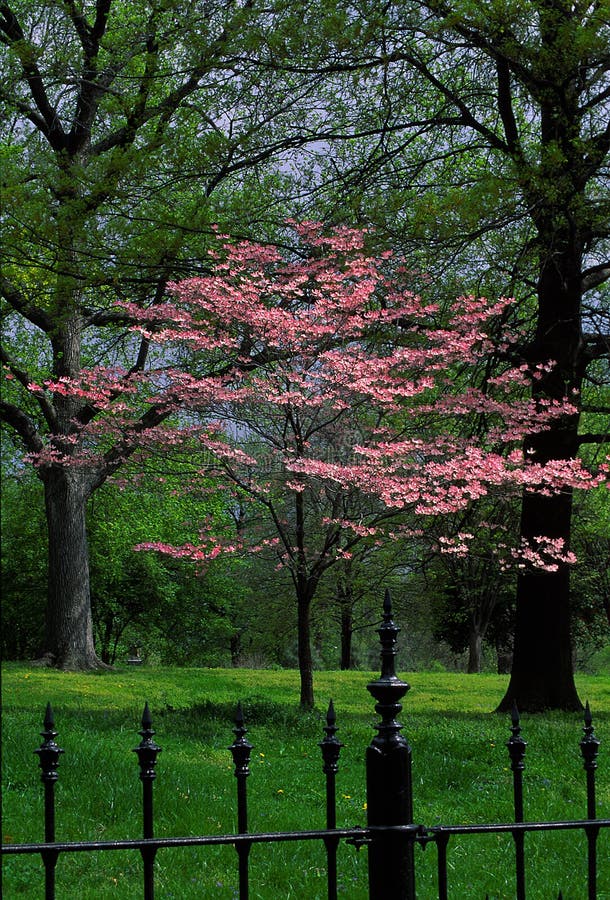 Red bud in park stock photo. Image of fence, beautiful - 51608796